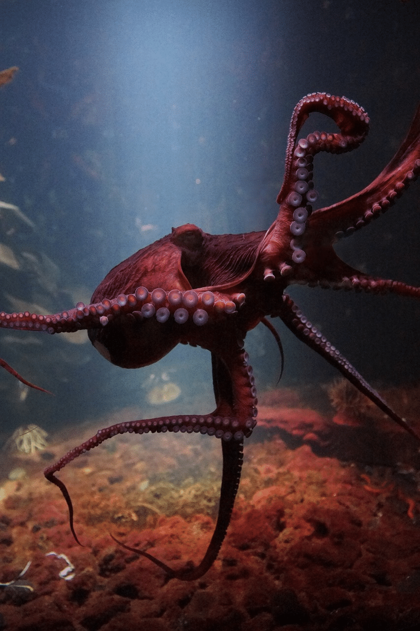 Comparing Octopus IQ to Human IQ: Understanding Evolution and Intelligence